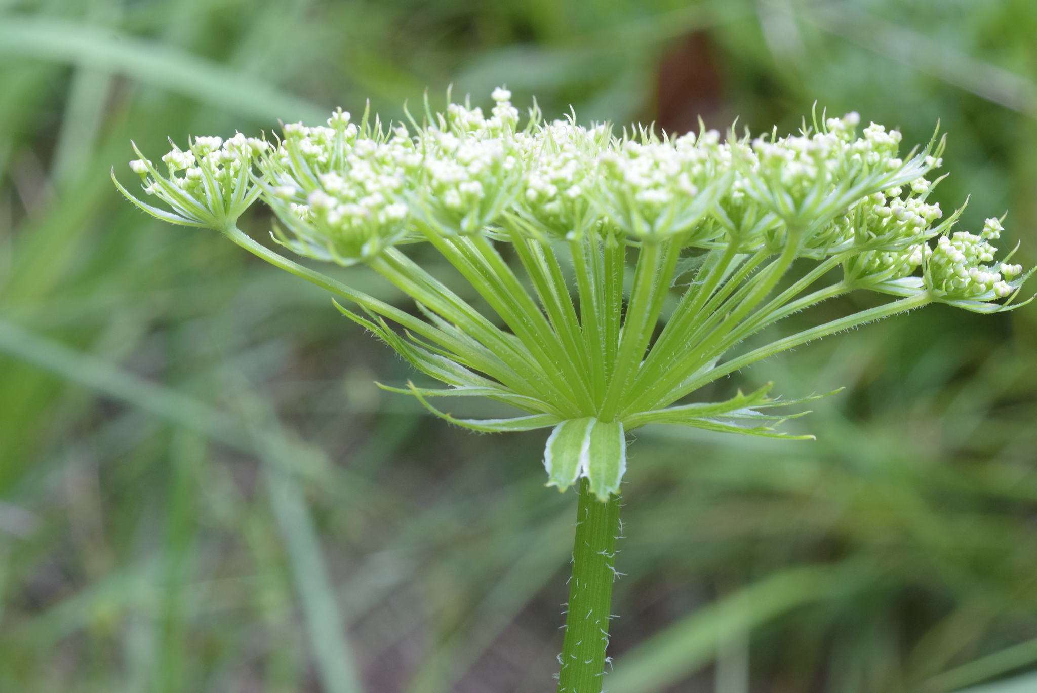 Laserpitium nitidum Zanted.