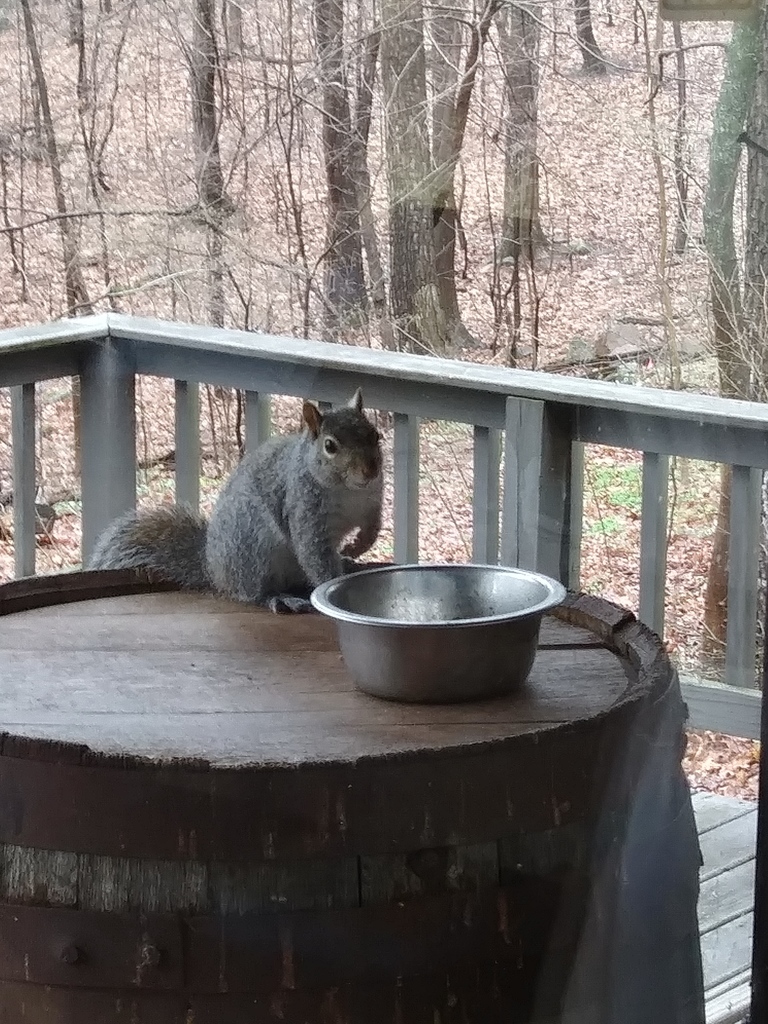 Eastern Gray Squirrel from York County, PA, USA on March 29, 2020 at 01 ...