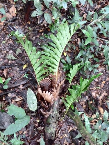 Drynaria laurentii · iNaturalist