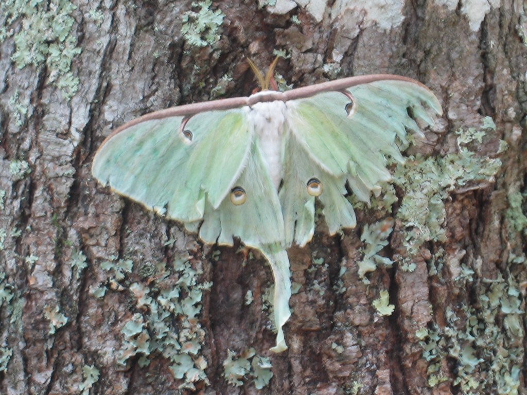 North American Luna Moth from Coleman Lake, Alabama 36262, USA on ...