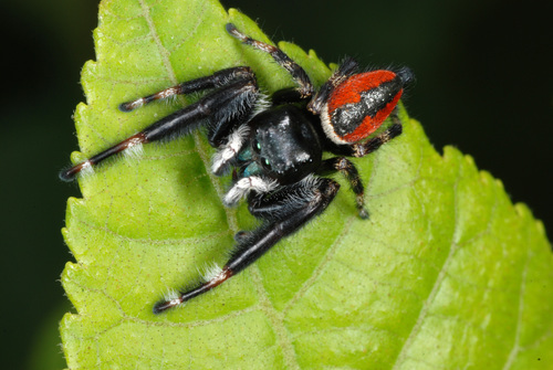 Cardinal Jumping Spider (Phidippus cardinalis)