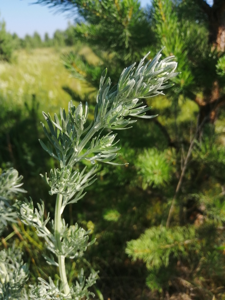 absinthe wormwood from Артемовский р-н, Свердловская обл., Россия on ...
