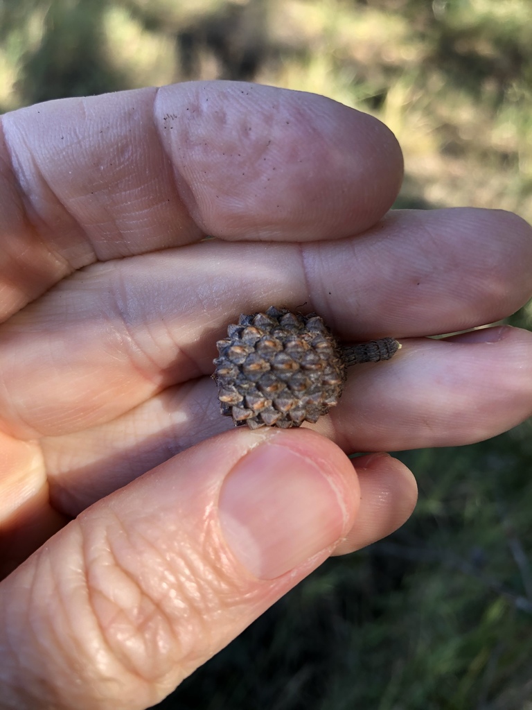 Black sheoak from Deagon Wetlands Reserve, Sandgate, QLD, AU on July 7 ...
