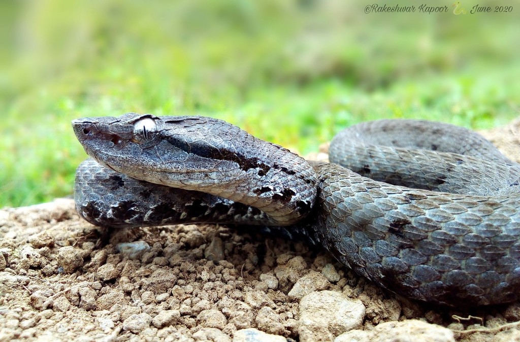 Himalayan Pitviper (Gloydius himalayanus) - Snakes and Lizards