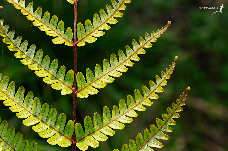 brake family (Ferns of the Pacific Northwest) · iNaturalist