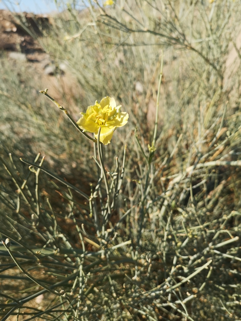 Desert Broom in June 2019 by leandra-k_89 · iNaturalist