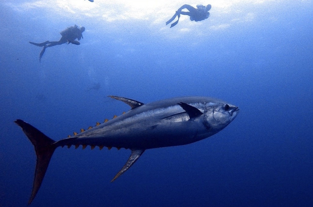 Yellowfin Tuna (Thunnus albacares) - Marine Life Identification