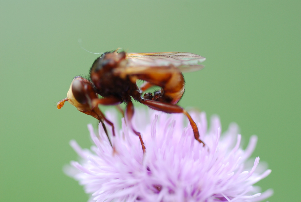 Ferruginous Bee-Grabber from Meise, Belgium on July 07, 2020 at 02:30 ...