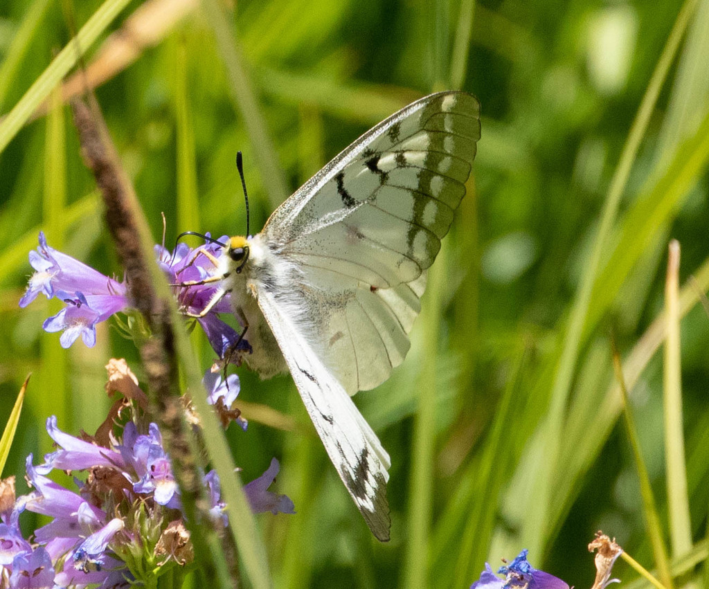 Clodius Parnassian from Drakesbad, Lassen Volcanic National Park ...