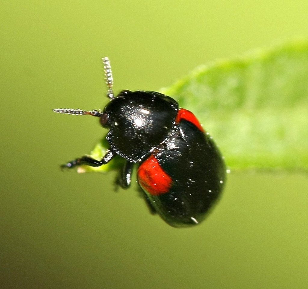 Red-shouldered leaf beetle (Bugs of Cheyenne Mountain State Park ...