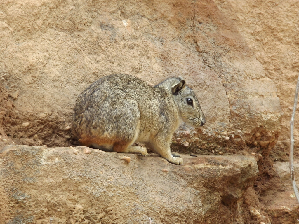 Rock Cavy (Kerodon rupestris) - Know Your Mammals