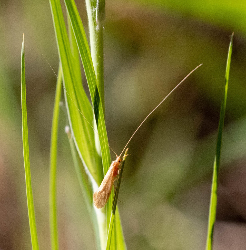 Triaenodes tardus from Mountain Meadows Reservoir, Lassen County, CA ...