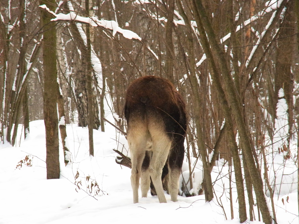 Moose from moscow, Losiny Ostrov on February 18, 2012 at 04:20 PM by ...