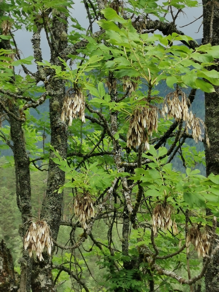 ashes from 6783 Stryn, Norway on July 6, 2020 at 02:17 PM by Roar Nybø ...