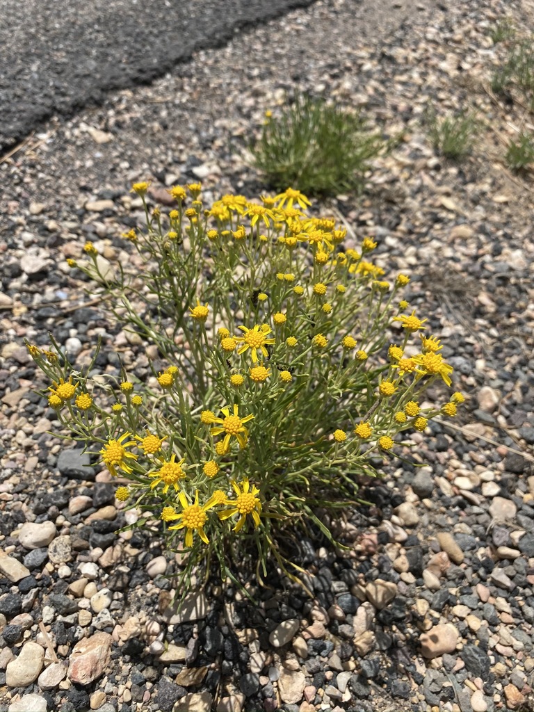 Pingue Rubberweed from Bryce Canyon National Park, Garfield, Utah ...