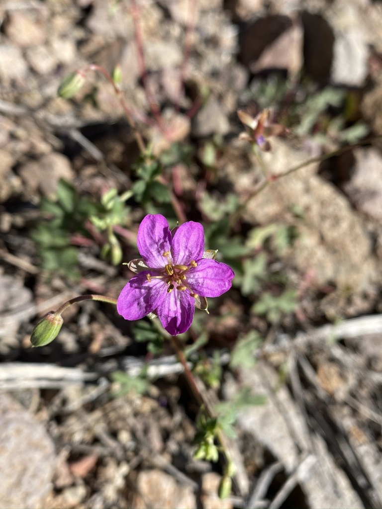 pinewoods geranium from Garfield, Utah, United States on July 3, 2020 ...