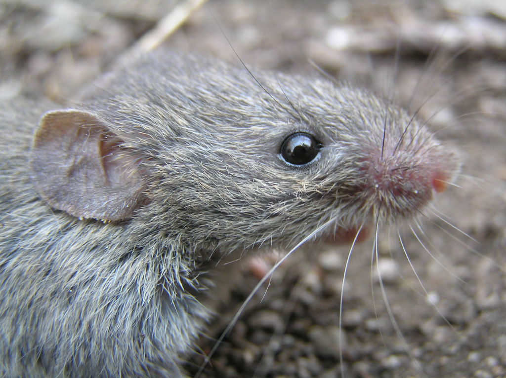Mexican Pygmy Mouse from Tlaquiltenango, Mor., México on May 15, 2007 ...