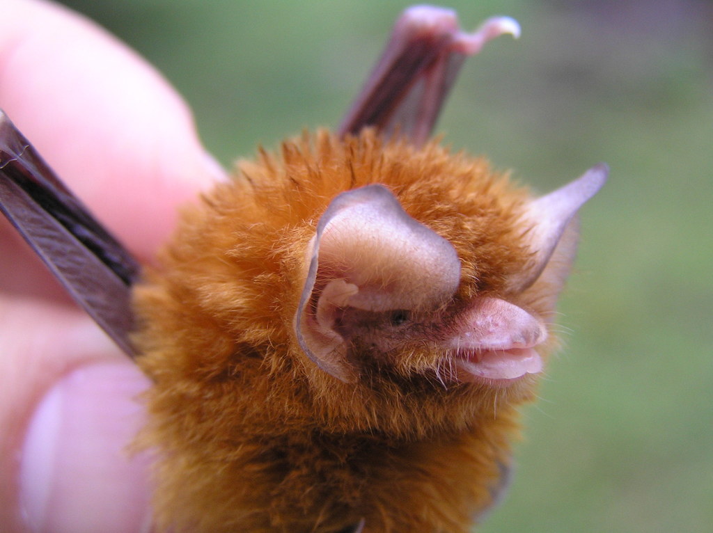 Funnel-eared Bats (Natalidae) - Know Your Mammals