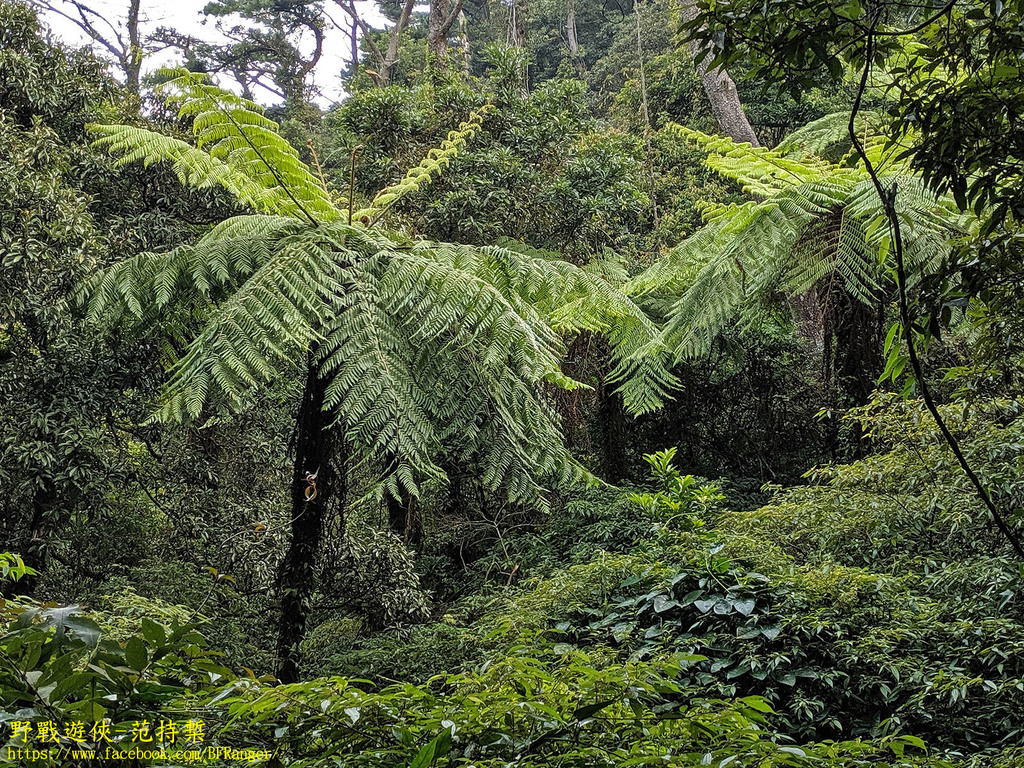 Spiny Tree Fern (Alsophila spinulosa) - Botanical Realm