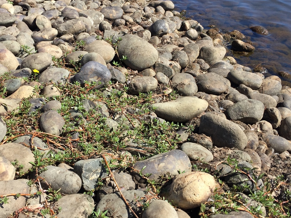 floating primrose-willow from El Dorado Hills, CA, US on July 07, 2020 ...