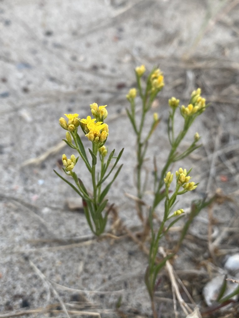 Broom Snakeweed from Kane, Utah, United States on July 1, 2020 at 08:41 ...