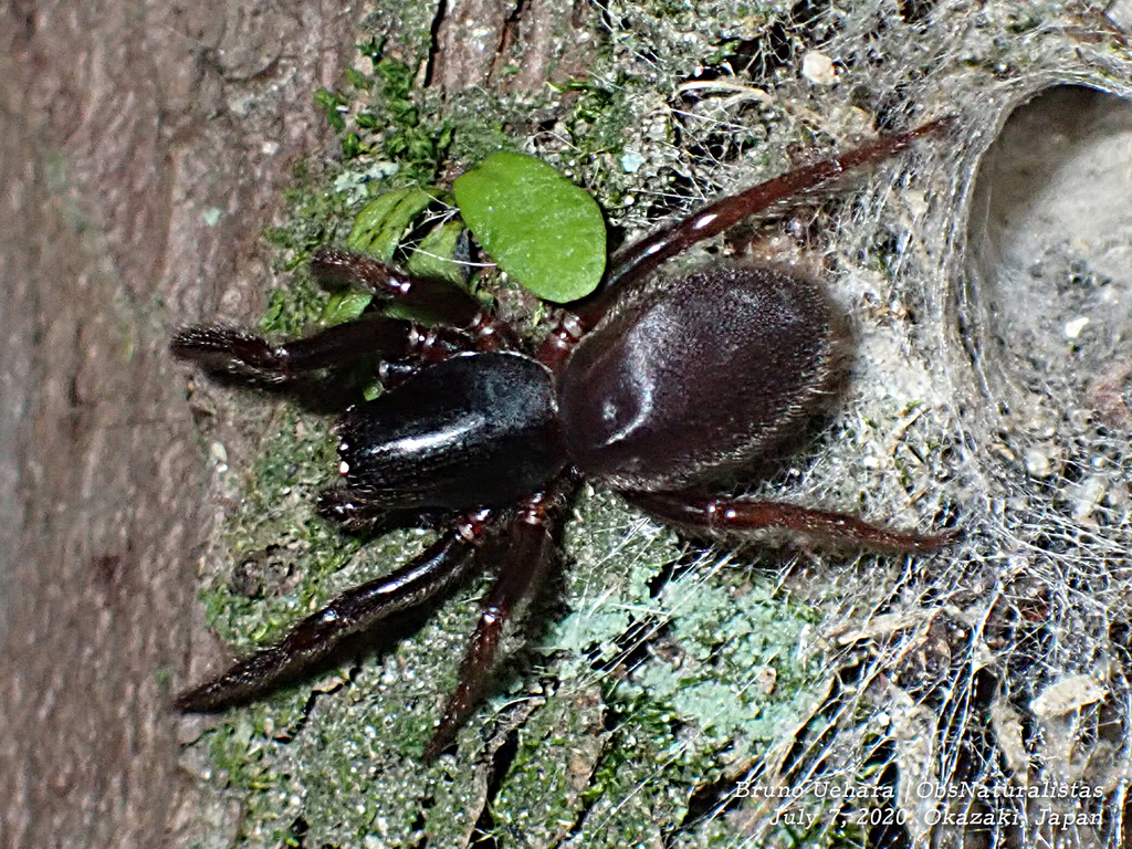 Ariadna lateralis from Koseicho, Okazaki, Aichi 444-0052, Japão on July ...