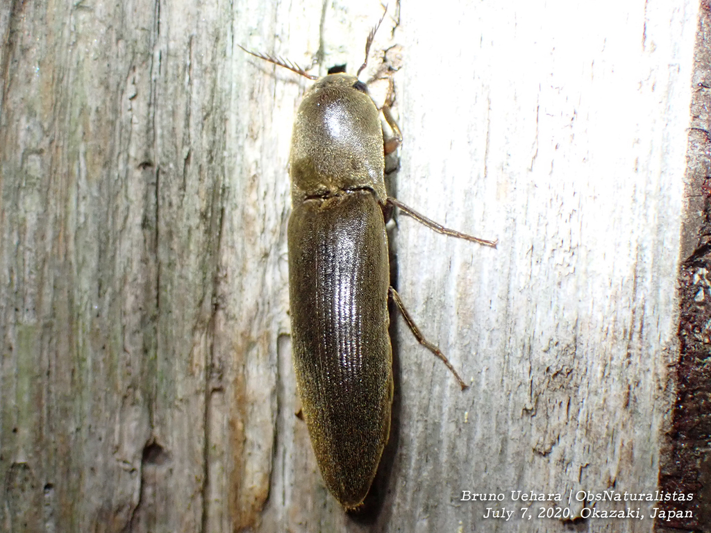 Tetrigus lewisi from Itayacho, Okazaki, Aichi, Japão on July 01, 2020 ...