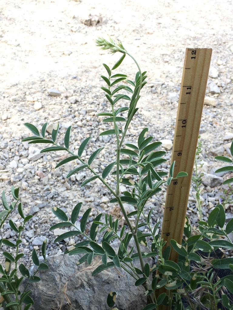 Boreal Sweet-vetch (Plants of Lone Mesa State Park) · iNaturalist