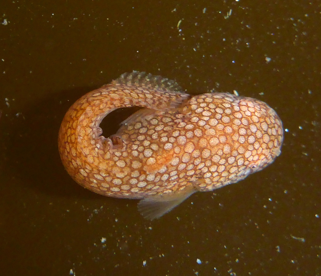 Slimy Snailfish from Sonoma Coast State Beach, Sonoma, California ...