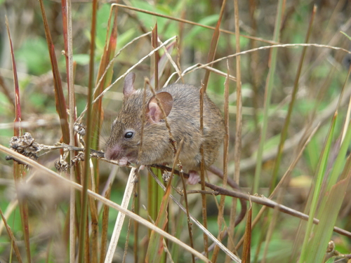 Galápagos Mice (Genus Nesoryzomys) · iNaturalist Guatemala