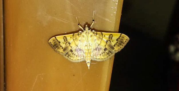 Patania from Assam 788727, India on July 8, 2020 at 12:20 AM by ...