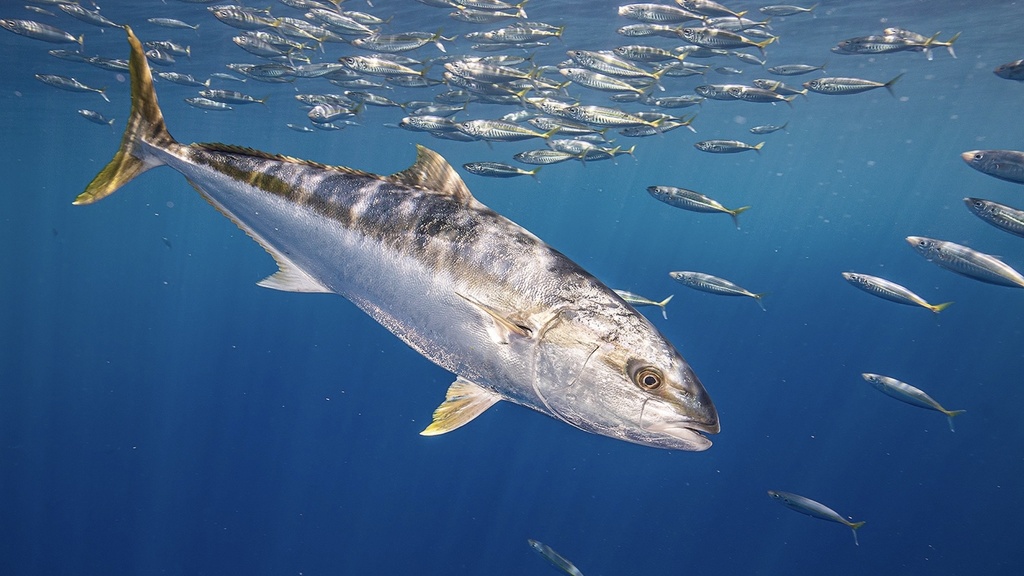 Yellowtail Kingfish (Seriola lalandi) - Marine Life Identification
