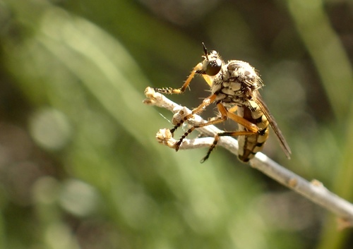 Callinicus pictitarsis (Spring Mountains ) · iNaturalist