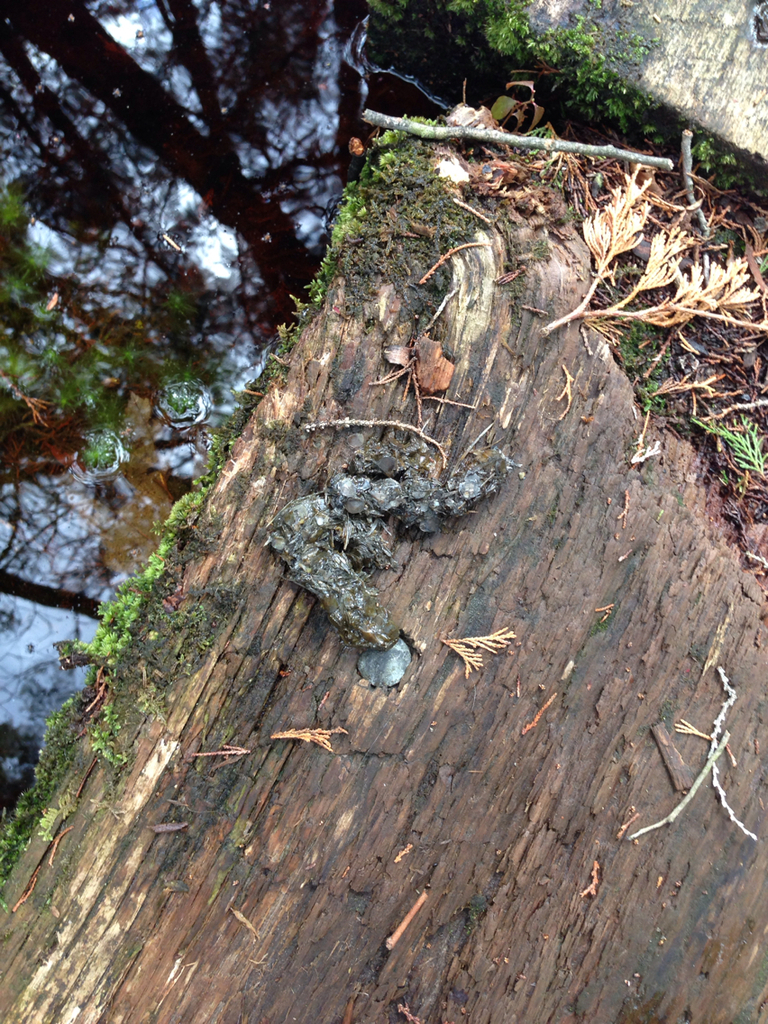 North American River Otter from 02021, Canton, MA, US on May 4, 2014 at ...