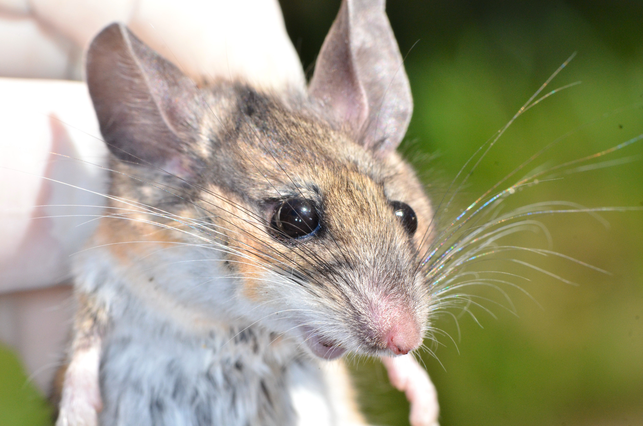 Peromyscus truei (Shufeldt, 1885)