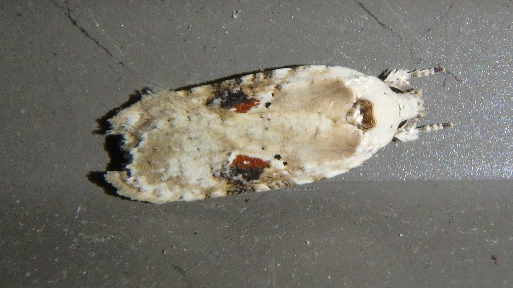 Poison hemlock moth in July 2020 by Erik Attaway · iNaturalist