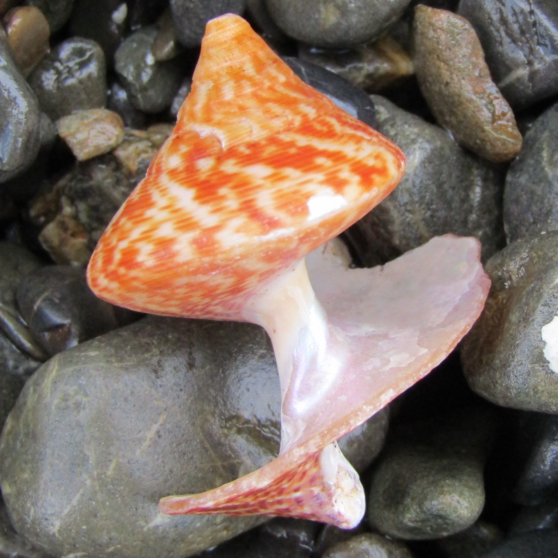 Maurea tigris (Gmelin, 1791)