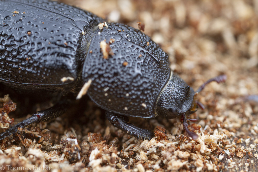 Rugose Stag Beetle from Main Lake, Comox-Strathcona, British Columbia ...