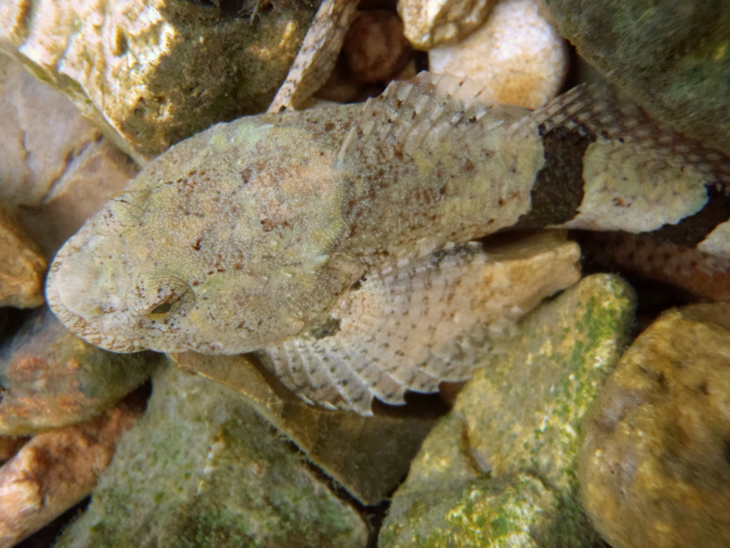 Banded Sculpin from Little Sugar Creek on August 22, 2016 by Adam ...