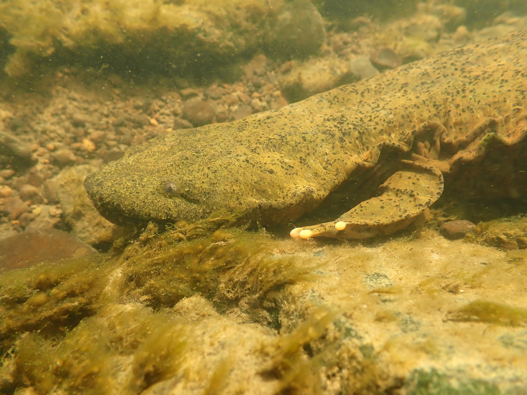 Eastern Hellbender in July 2020 by John Garrett · iNaturalist