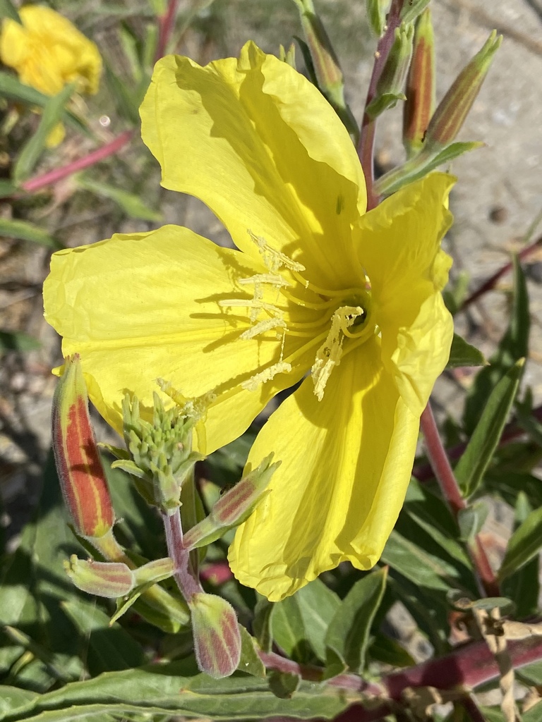 tall evening primrose (Oenothera elata) - Botanical Realm