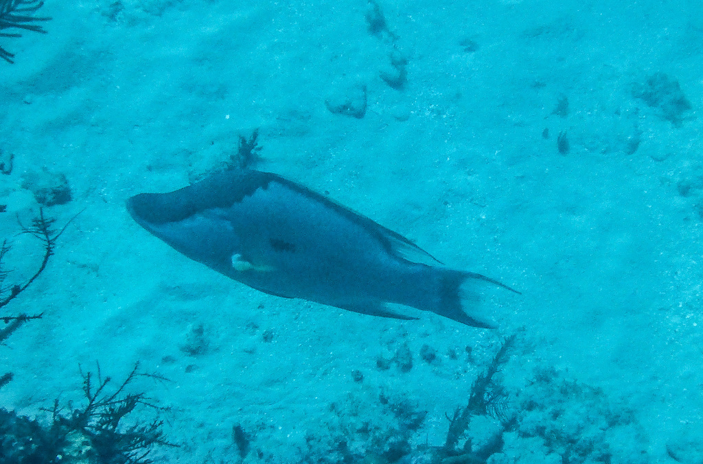 Hogfish from Flowers Bay, Islas de la Bahía, Honduras on November 29 ...