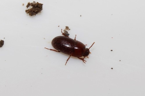 Crypticus castaneus · iNaturalist