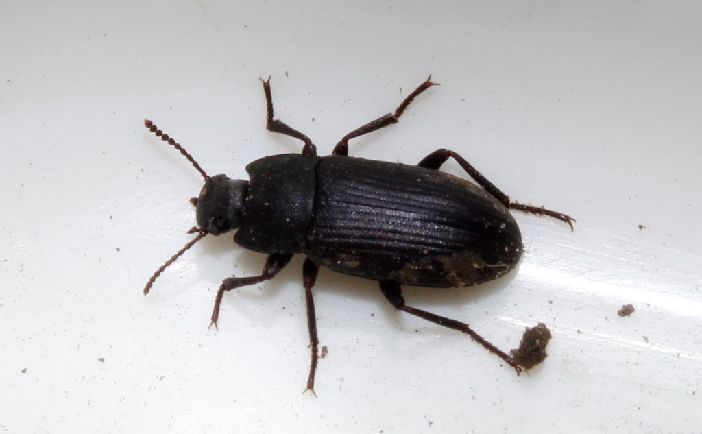 Gonocephalum rusticum (Madeira Käfer) · iNaturalist