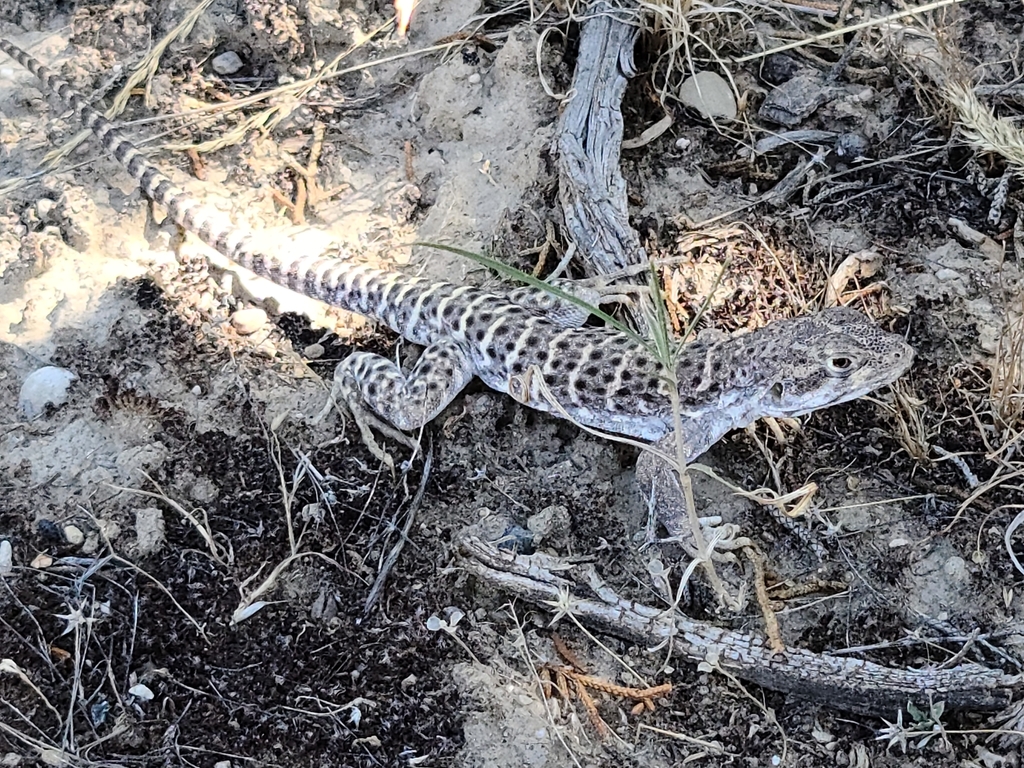 Long-nosed Leopard Lizard in July 2020 by Brian Eagar. I knew it was ...