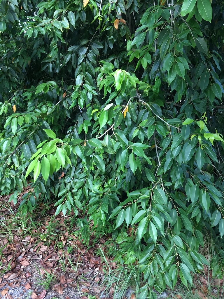 Java plum from S Lyons Rd, Coconut Creek, FL, US on July 7, 2020 at 04: ...