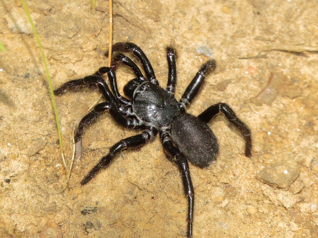 Ummidia from Keystone Bike Trails, Tulsa County OK on June 08, 2017 by ...
