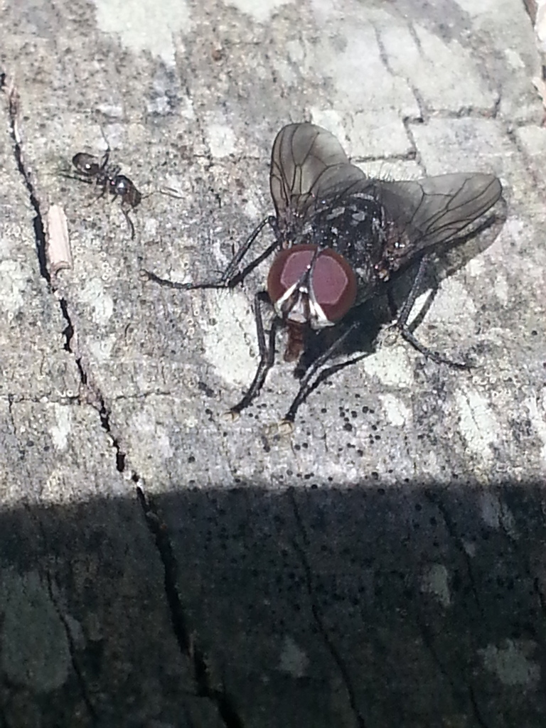 Muscina from San Francisco County, US-CA, US on May 04, 2014 at 01:20 ...