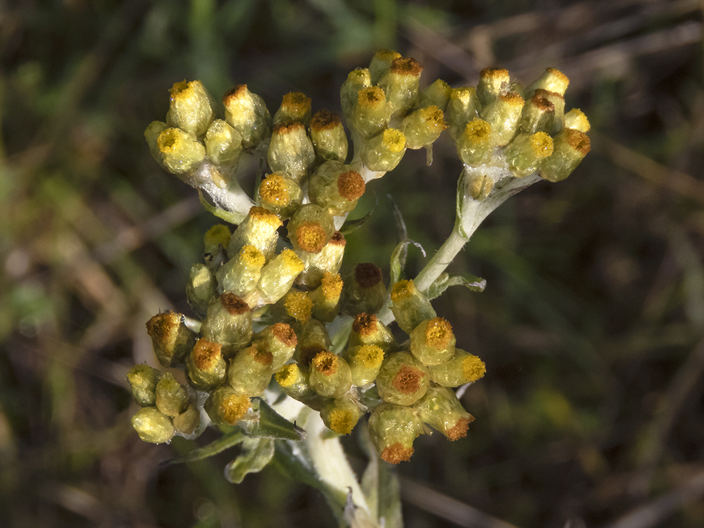 Pseudognaphalium viravira (Flora de la Reserva Natural Municipal ...