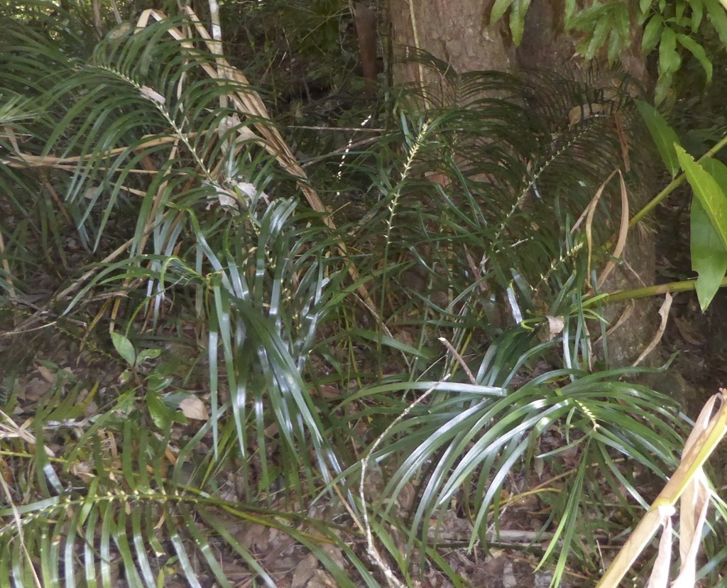 Pineapple Zamia (Macrozamia lucida) - Botanical Realm